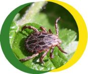 Tick bite - NHS Nottingham and Nottinghamshire ICB