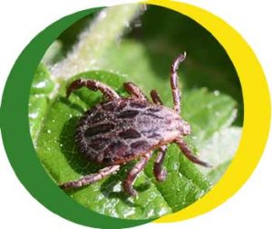 Tick bite - NHS Nottingham and Nottinghamshire ICB